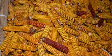 Wapsie Valley - Artesian Organic Farm