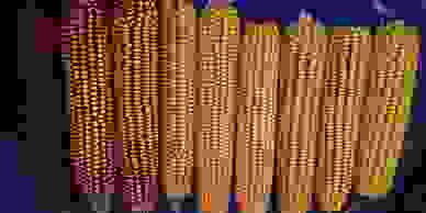 Wapsie Valley - Artesian Organic Farm