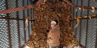 Wapsie Valley Dent Open Pollinated Corn 10 lb. @ 14,250 Seeds Plants ...