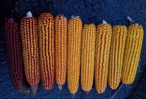 Wapsie Valley Dent Open Pollinated Corn 4 oz. @ 90 Seeds Plants @ 40 SF