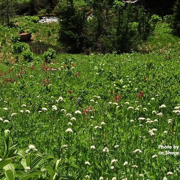 Cornucopia Acres - Native Plants, Pollinator Plants