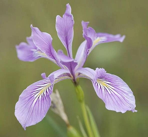 Iris tenax- Oregon Iris