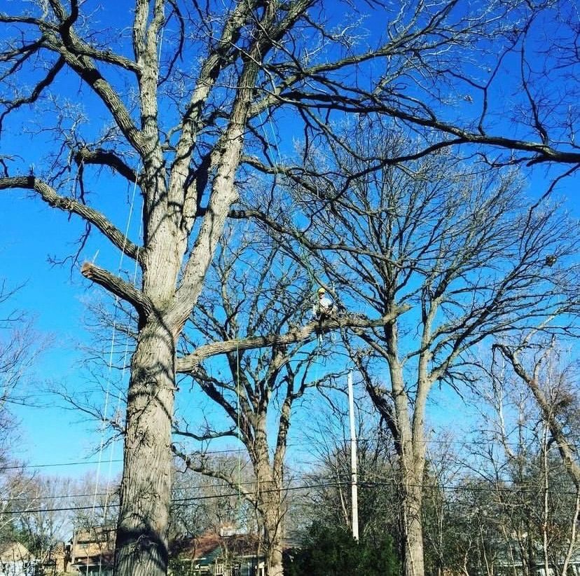 Coleman Tree Service LLC - Tree Care - Wauwatosa, WI