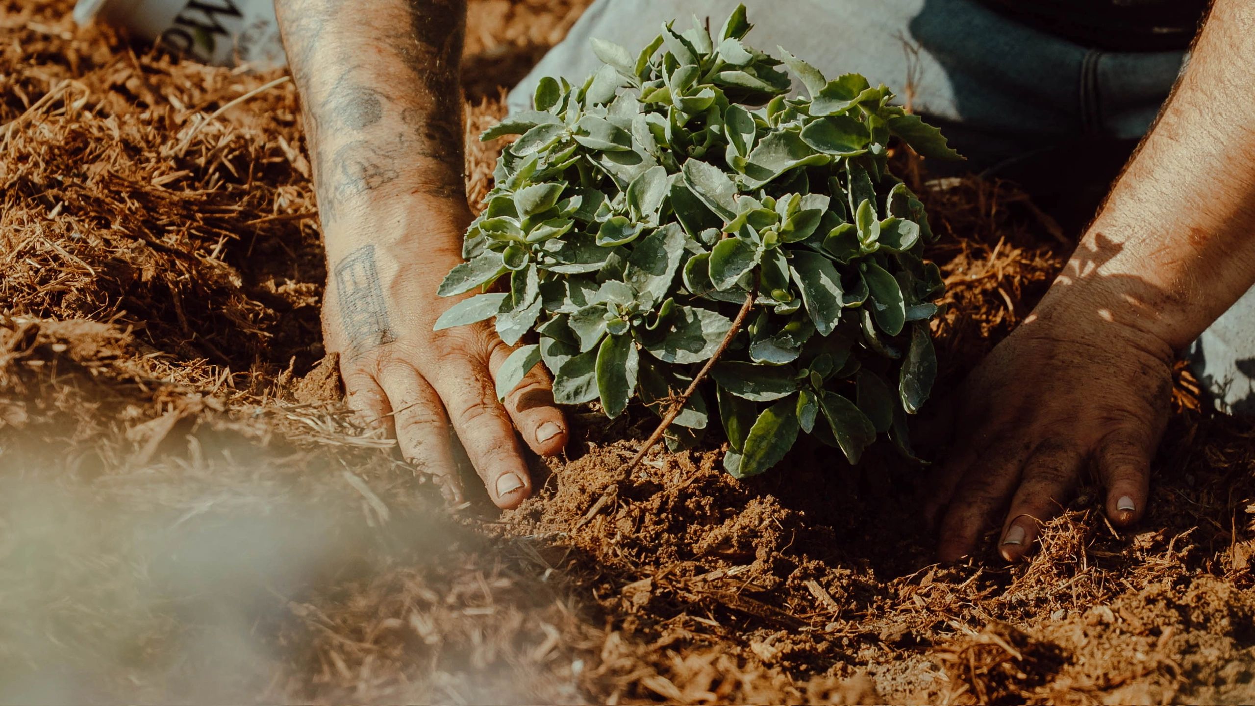 The Little Mitten Landscape