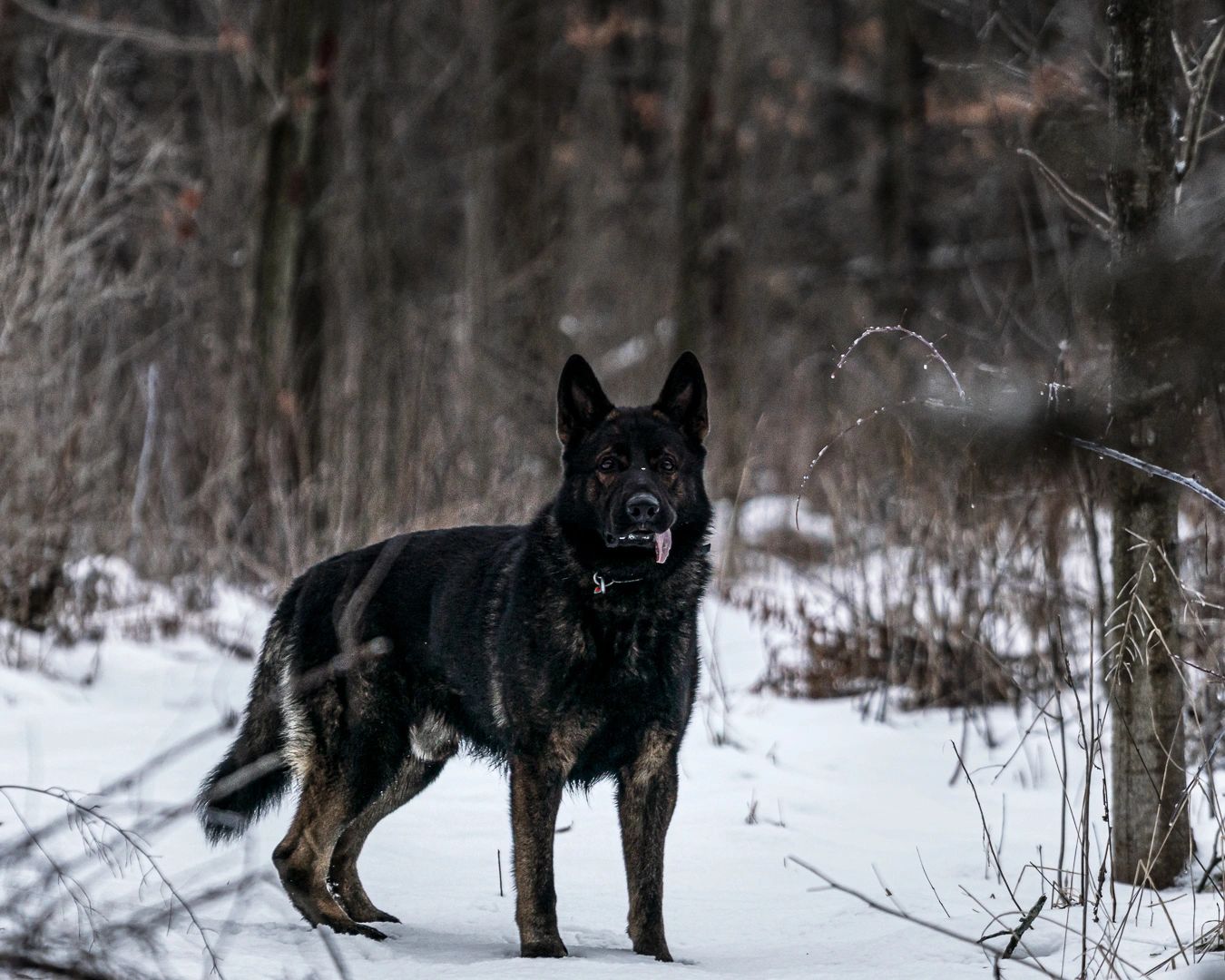 Personal Protection Dogs | Ontario & Worldwide Protection Dog K9