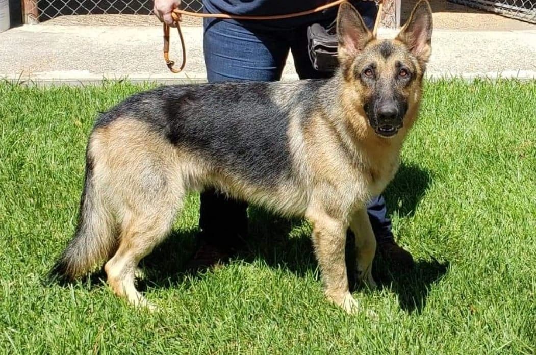 Are German Shepherds Sensitive