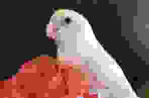 Laura’s Little Parrots - Pacific Parrotlets, Parrotlets for Sale ...