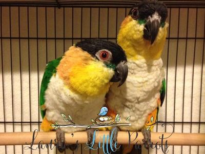 Caique - Laura’s Little Parrots | Laura’s Little Parrots