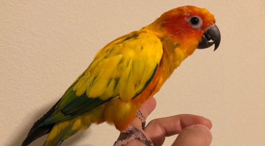 Sun Conures | Laura’s Little Parrots
