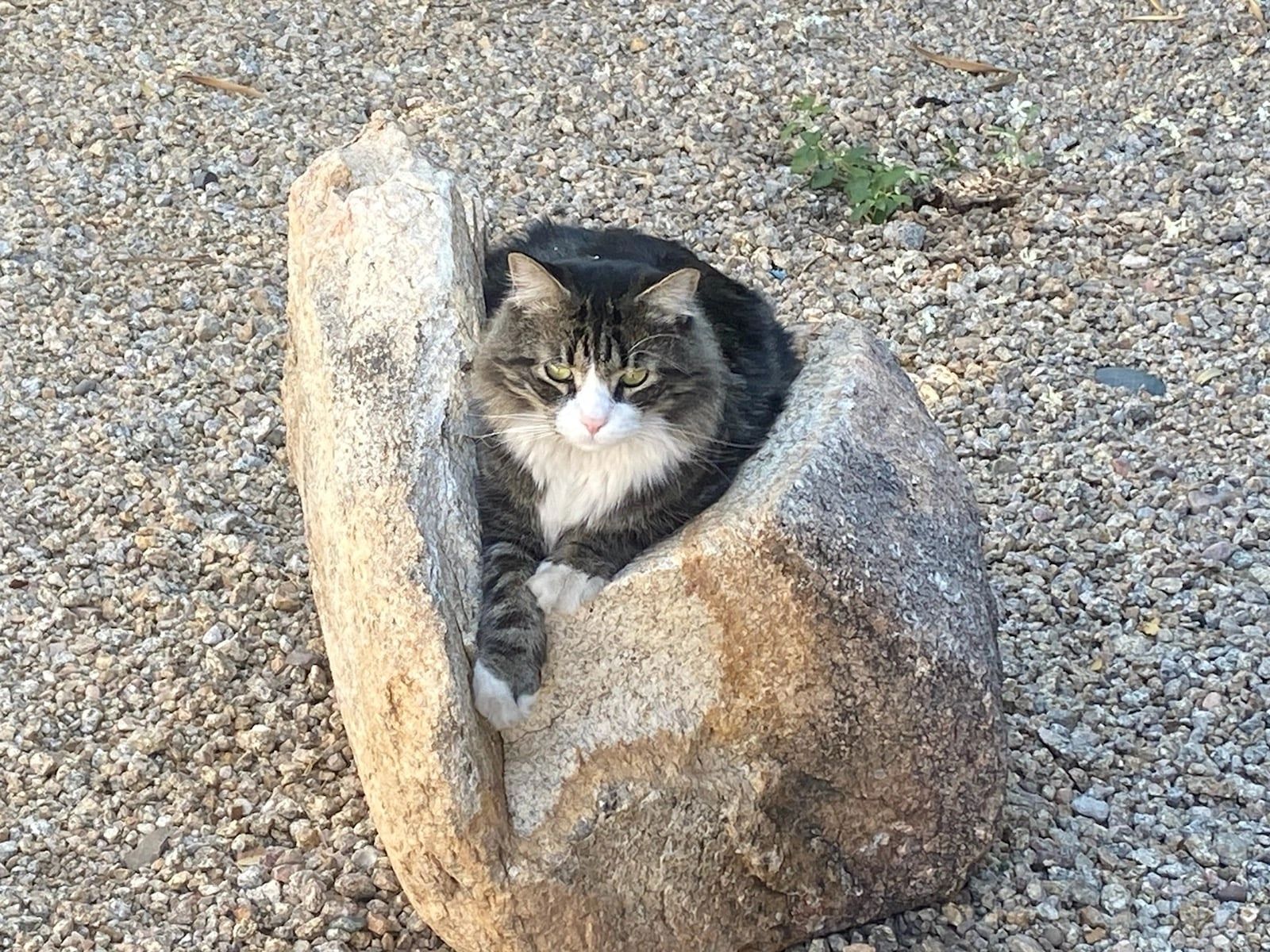 Angelic Animal Network