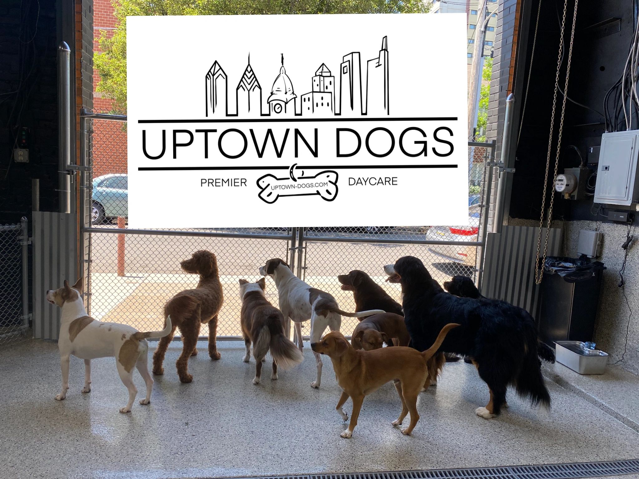 HOME [uptown-dogs.com]