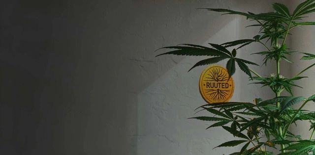 RUUTED Dispensary