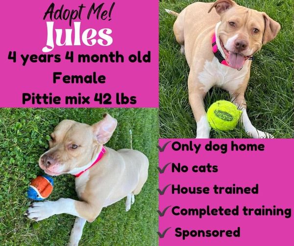 The Hero Rescue - Available Puppies, Adoption