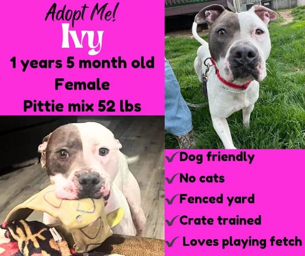 The Hero Rescue - Available Puppies, Adoption