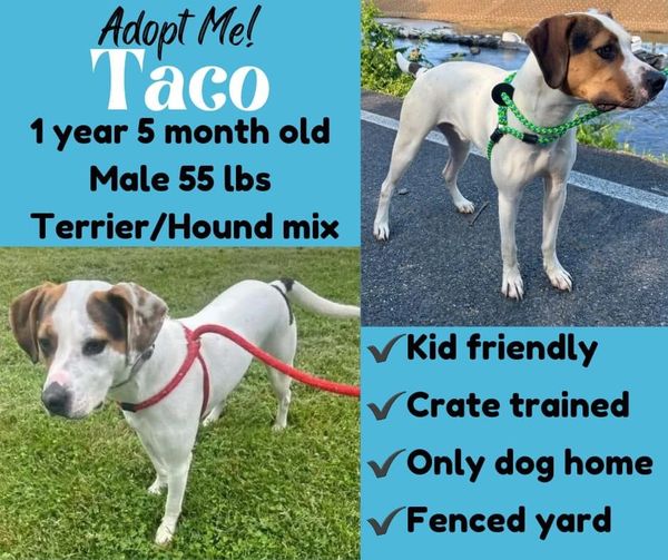 The Hero Rescue - Available Puppies, Adoption