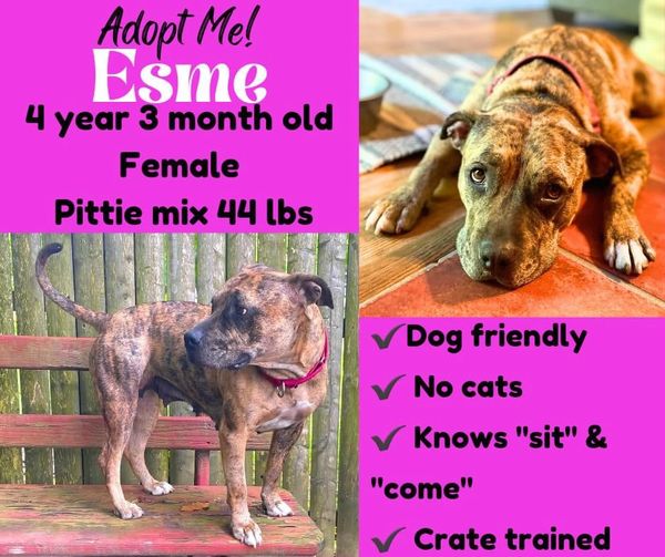 The Hero Rescue - Available Puppies, Adoption