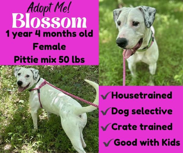 The Hero Rescue - Available Puppies, Adoption