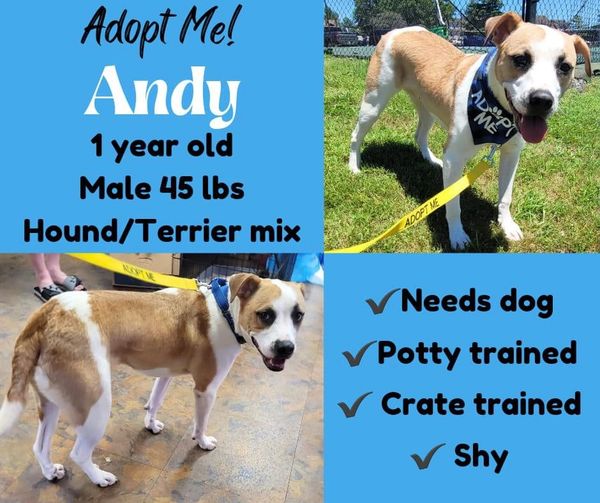 The Hero Rescue - Available Puppies, Adoption