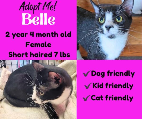 The Hero Rescue - Available Puppies, Adoption