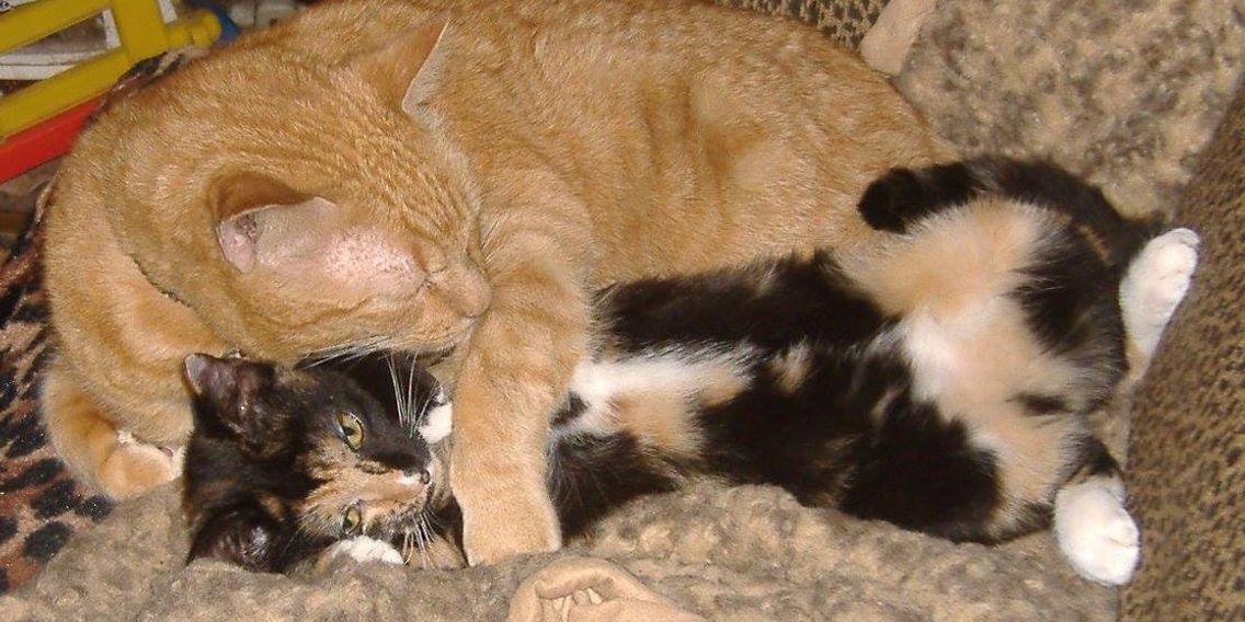 The Fur Love Story | Fur Love Comfort Cats