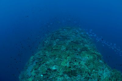 Walindi Plantation Resort - Kimbe Bay, Papua New Guinea | Walindi ...