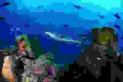 Walindi Plantation Resort - Kimbe Bay, Papua New Guinea | Walindi ...