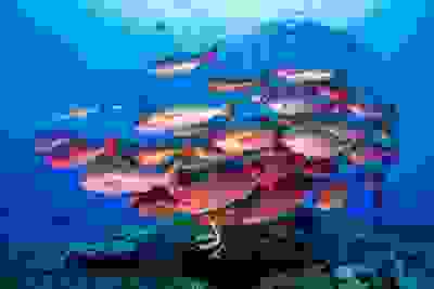 Walindi Plantation Resort - Kimbe Bay, Papua New Guinea | Walindi ...