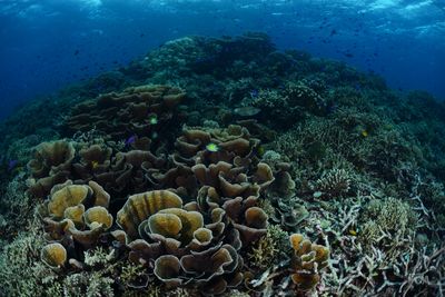 Walindi Plantation Resort - Kimbe Bay, Papua New Guinea | Walindi ...