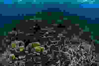 Walindi Plantation Resort - Kimbe Bay, Papua New Guinea | Walindi ...