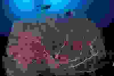 Walindi Plantation Resort - Kimbe Bay, Papua New Guinea | Walindi ...