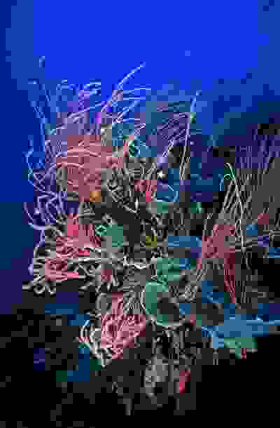 Walindi Plantation Resort - Kimbe Bay, Papua New Guinea | Walindi ...