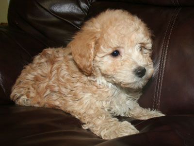 Find Your Perfect Schnoodle Puppy