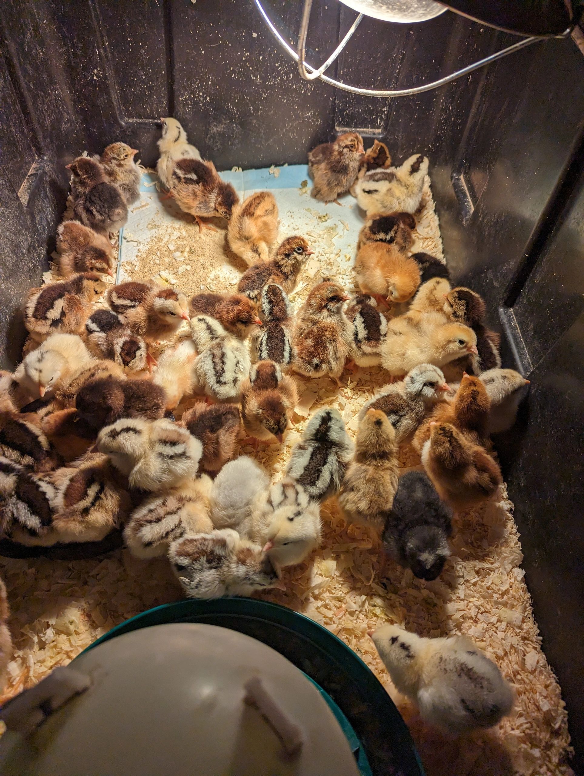 A Beginner's Guide to Raising Chicks with Nate's Chicks