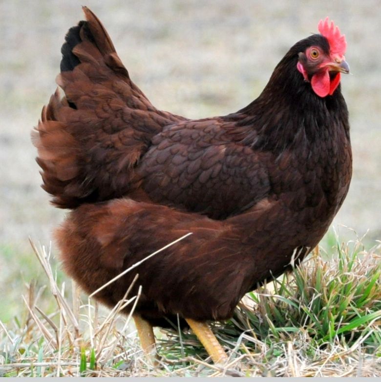 Rhode Island Red Pullets
