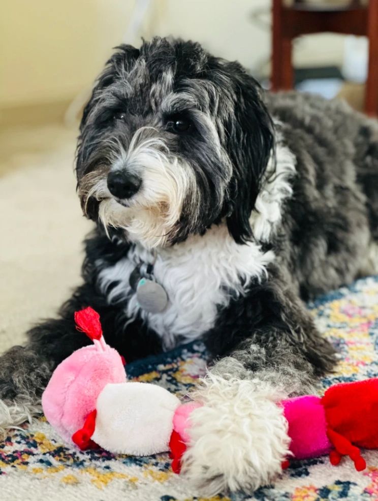 Drop in Visit 30 Minutes