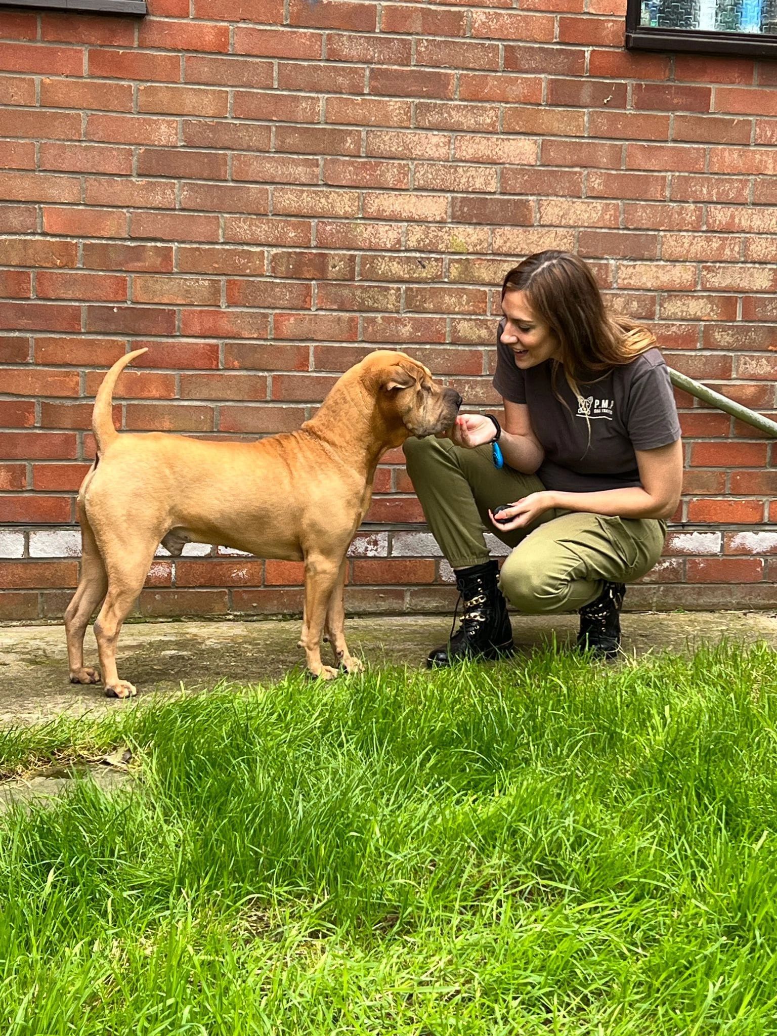 Pups, Mutts and Pedigrees