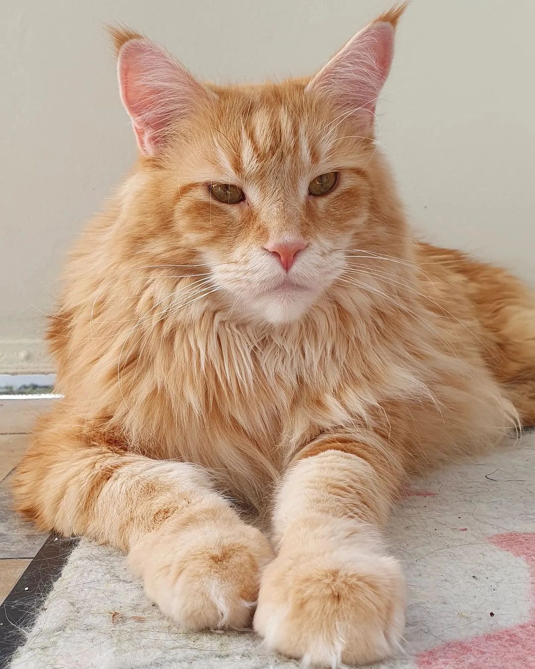 AVAILABLE KITTENS | PureCoons Cattery Home