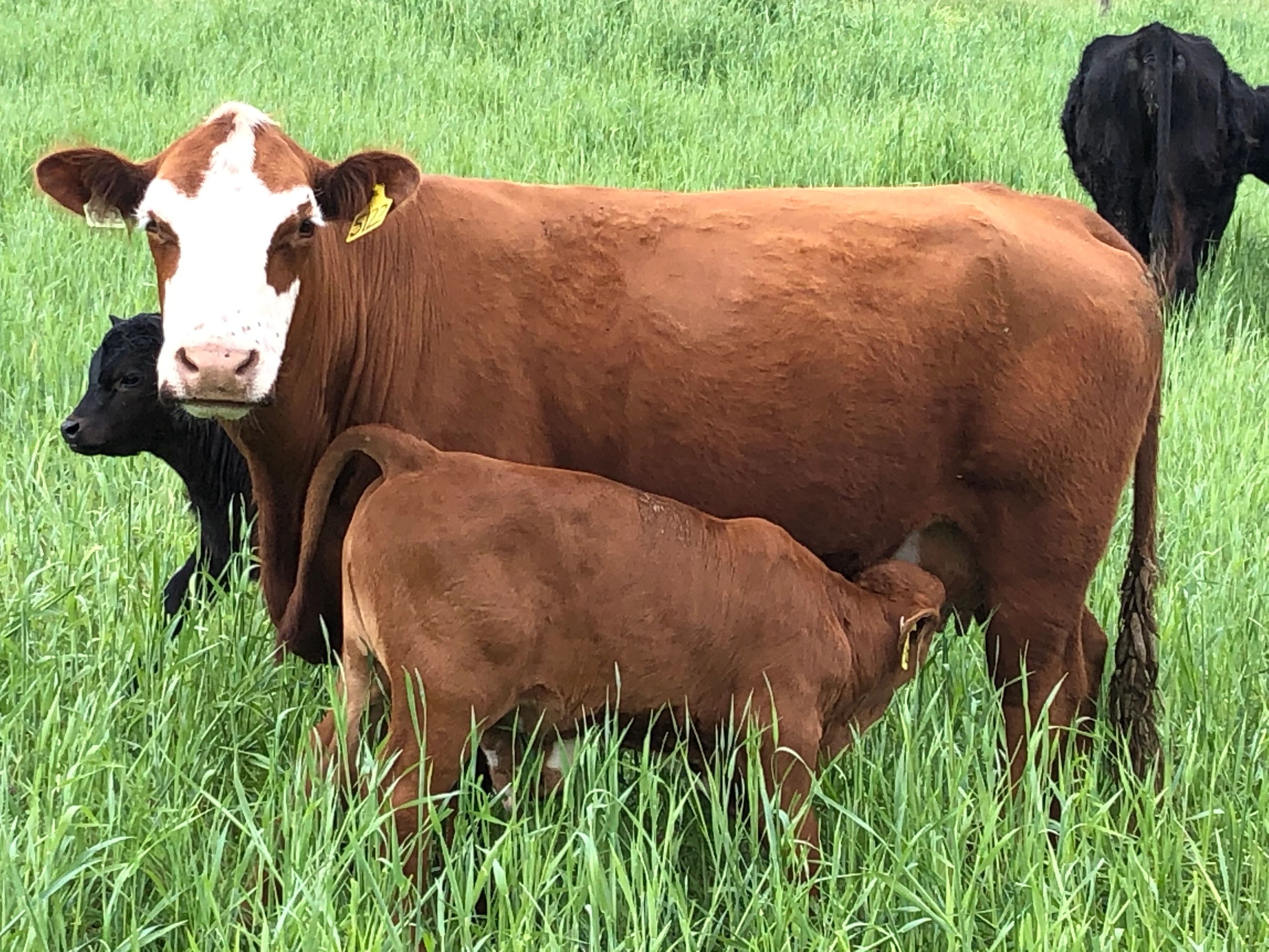 About Us | Mountain Glen Farm