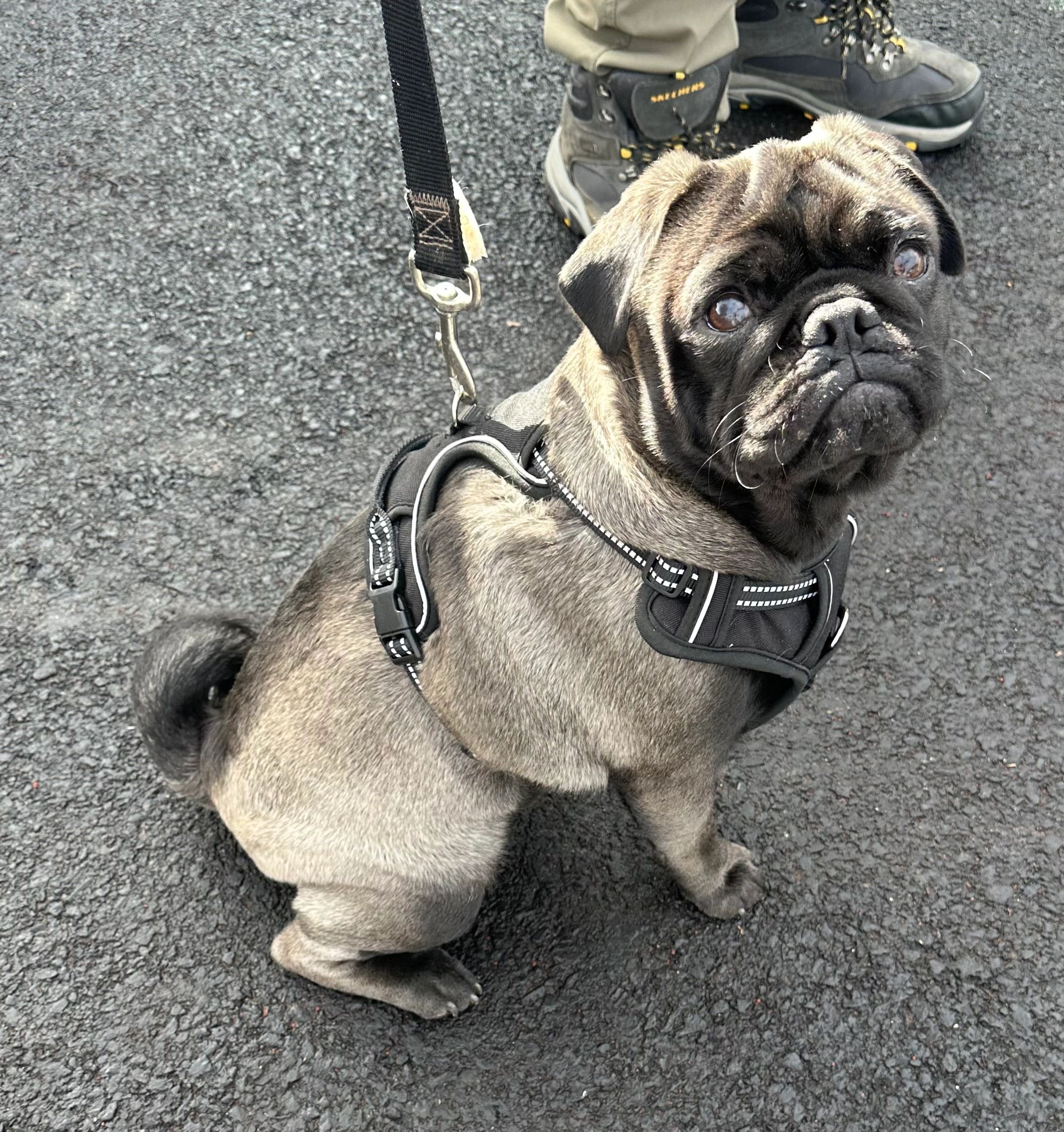 Buy Adorable Pug Puppies Online