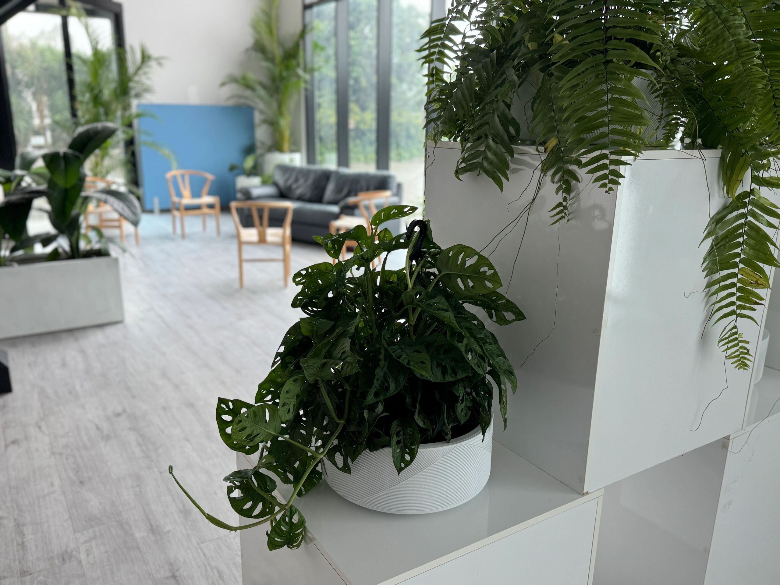 Expert Plant Staging Services for Your Space