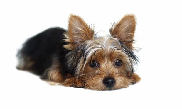 Yorkshire Terrier Puppies for Sale | Mary's Little Yorkies