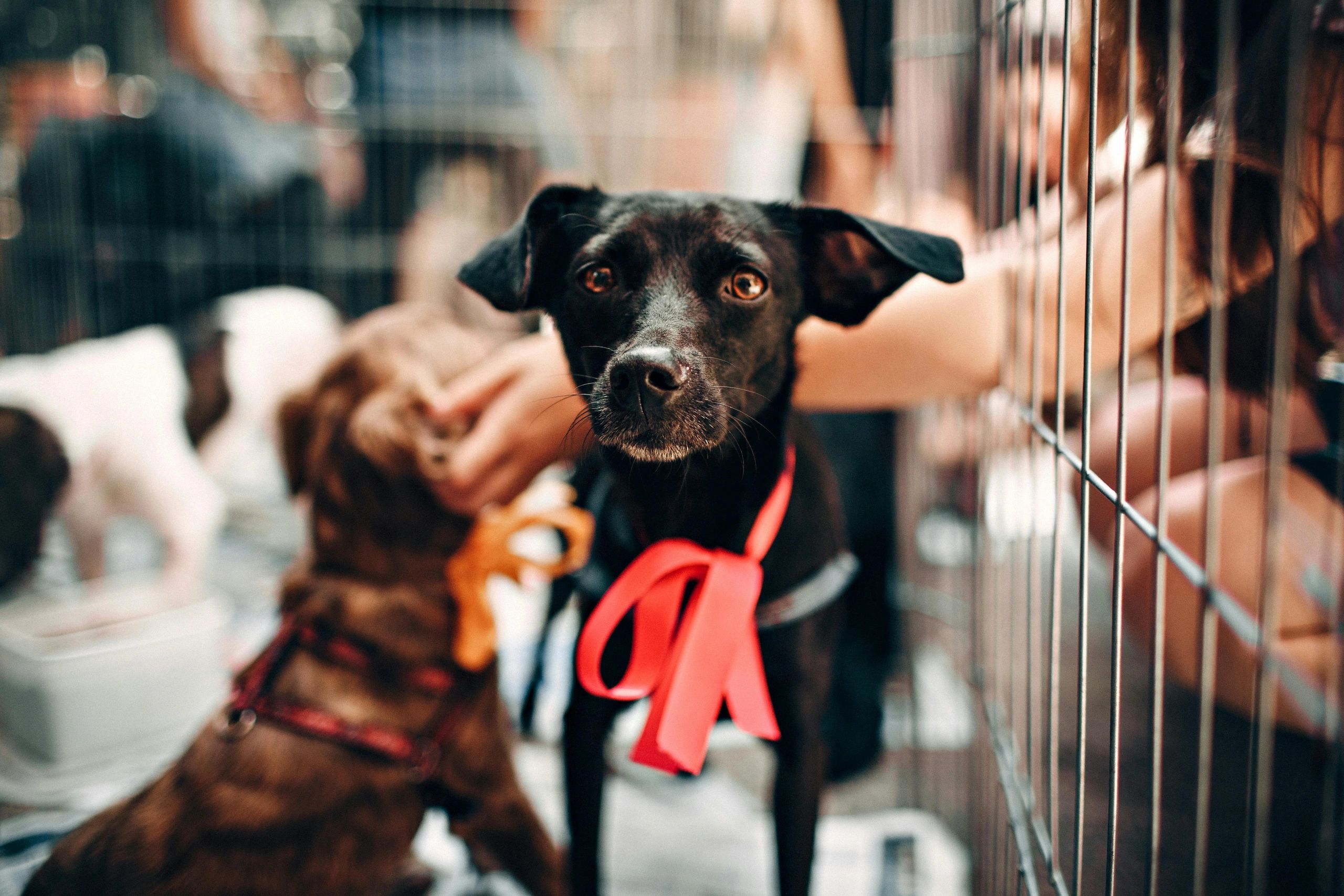 Pet Adoption Services - Paw it Forward Sanctuary, Nonprofit