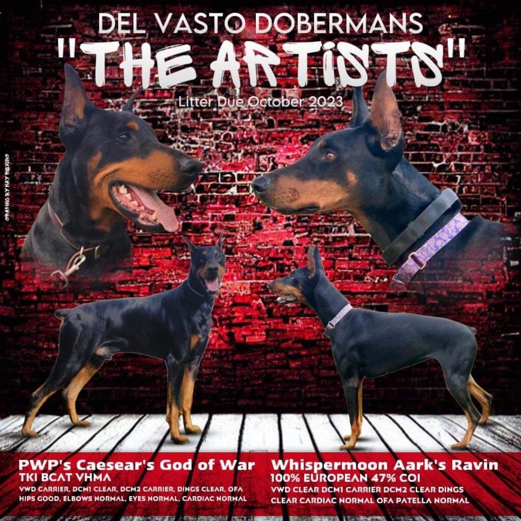 Fawn And Rust Doberman Sale