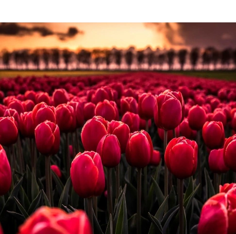 Lale Turkish Cuisine