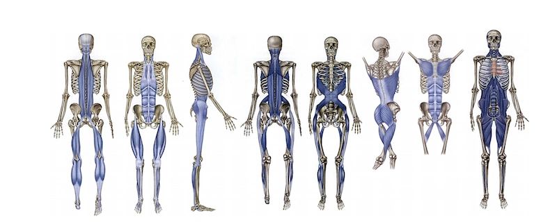 Fascia Explained: Anatomy Train Lines from Foot to Head
