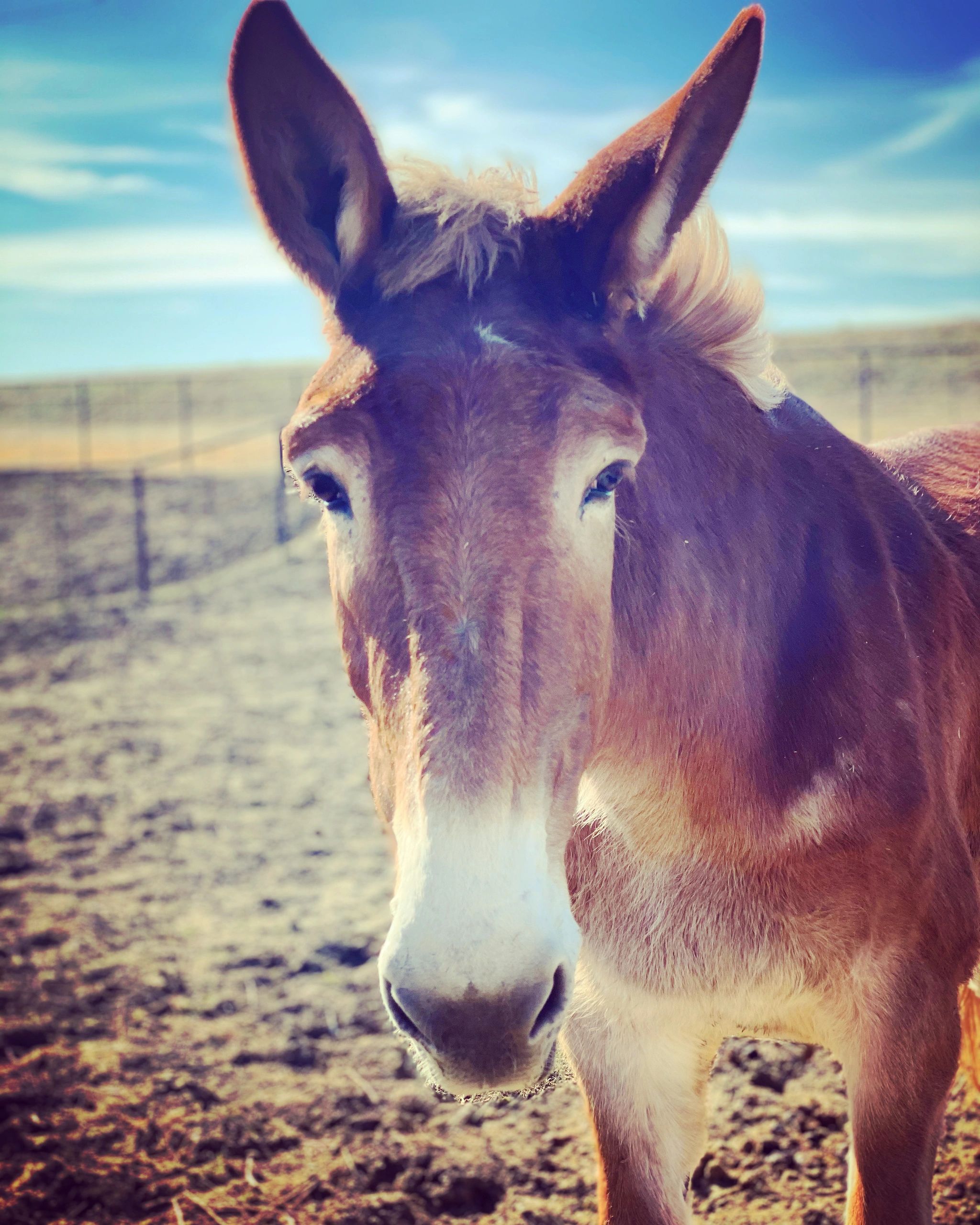 Contact | Earth Angels Rescue and Sanctuary