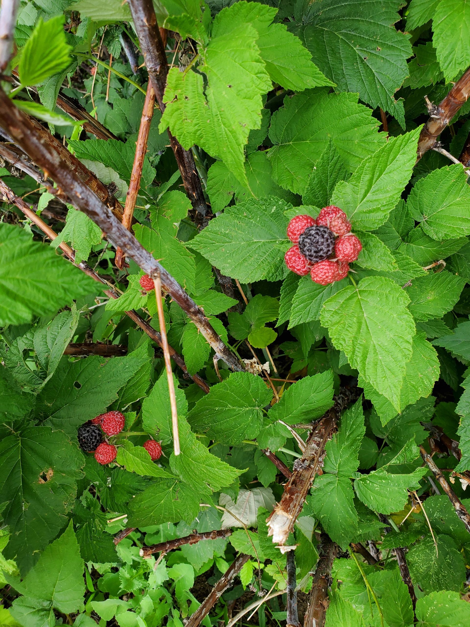 Black Raspberries