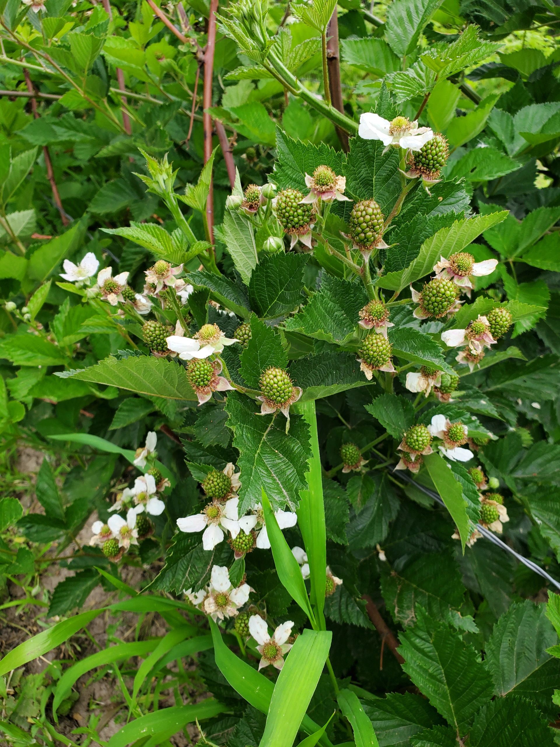 Blackberry Crop