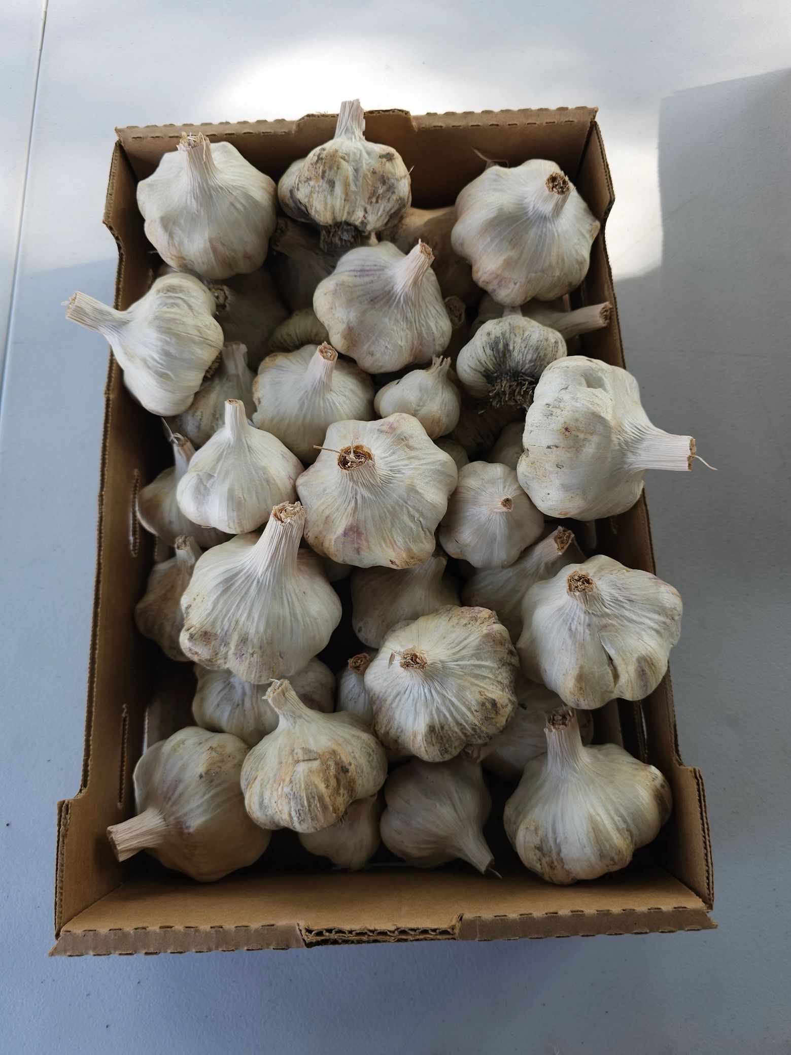 Garlic is Ready