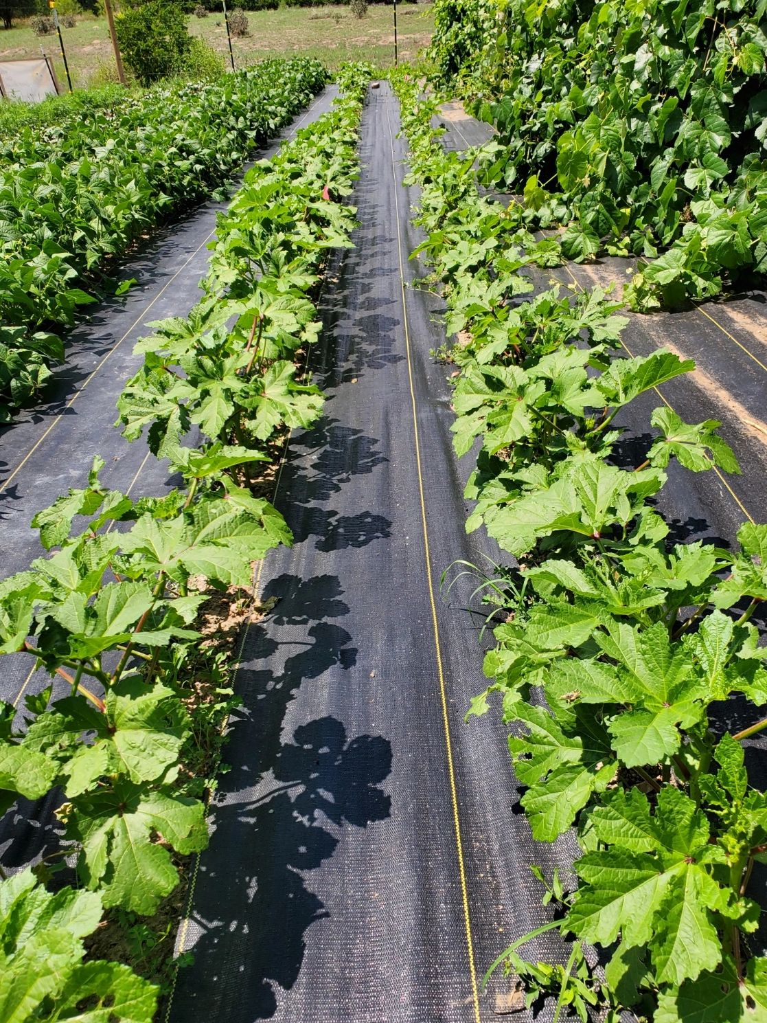 Okra Crop